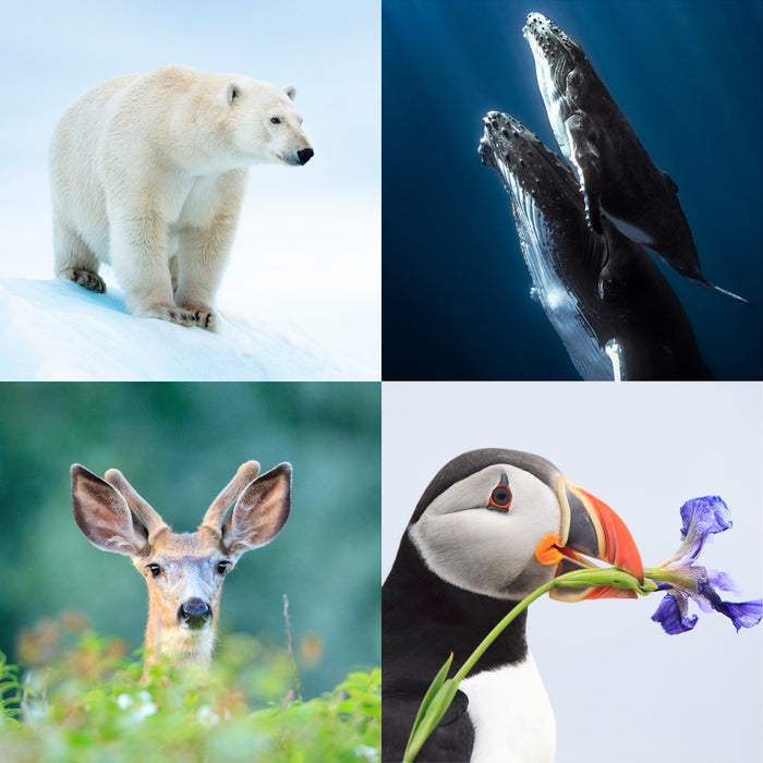 Wildlife Greeting Cards | WWF-Canada