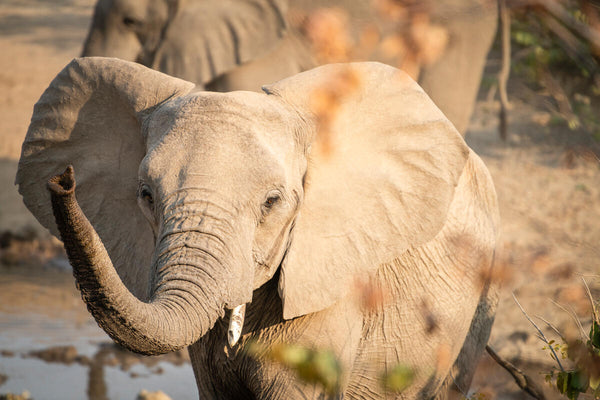 African Elephant Adoption Card | Personalized Certificate Gifts