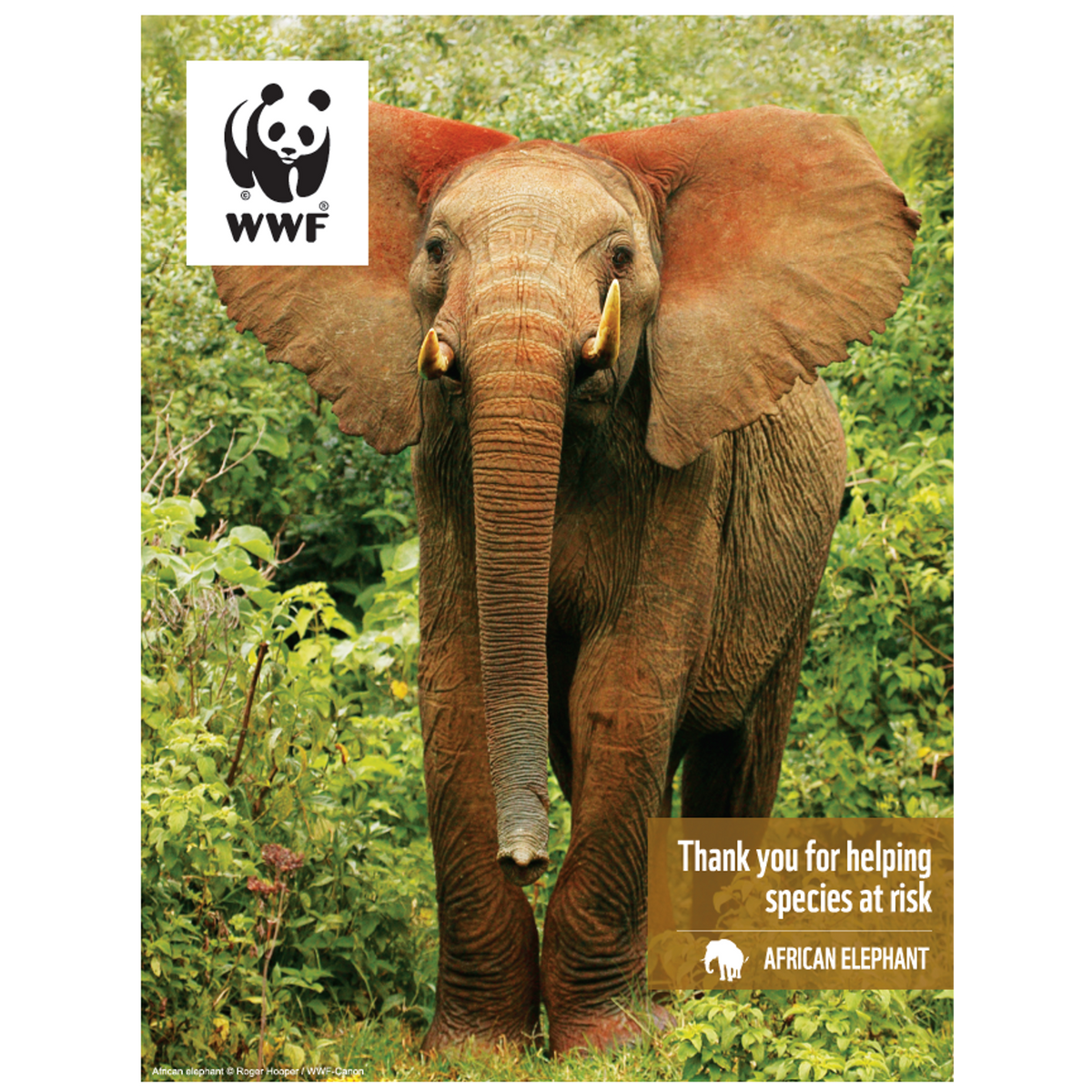 African Elephant Digital Adoption | WWF-Canada