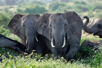 Adopt an African Elephant Family | Plush & Certificate Gift Kits