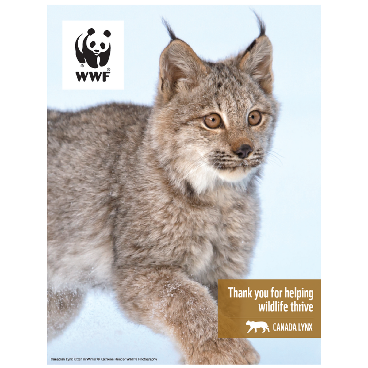 Canada Lynx Digital Adoption | WWF-Canada