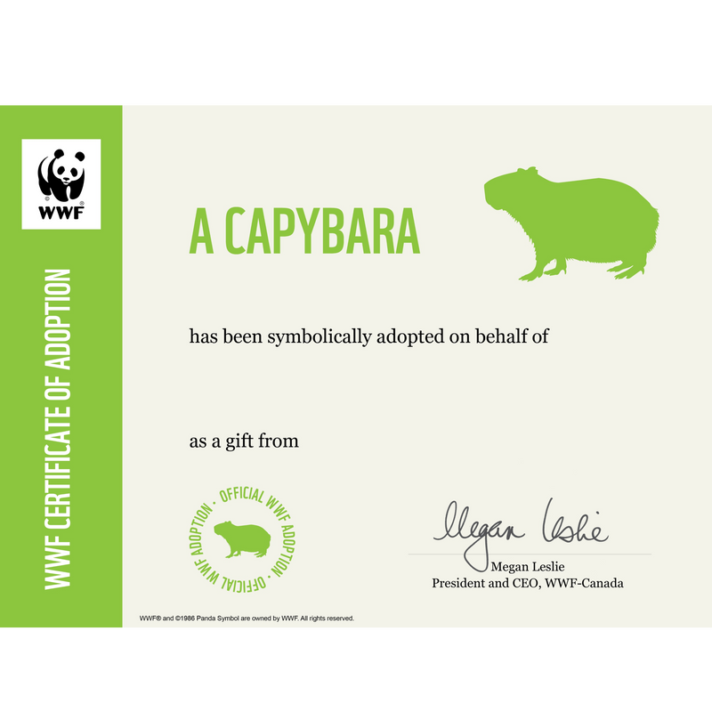 Adopt a Capybara | Plush & Certificate Gift Kits