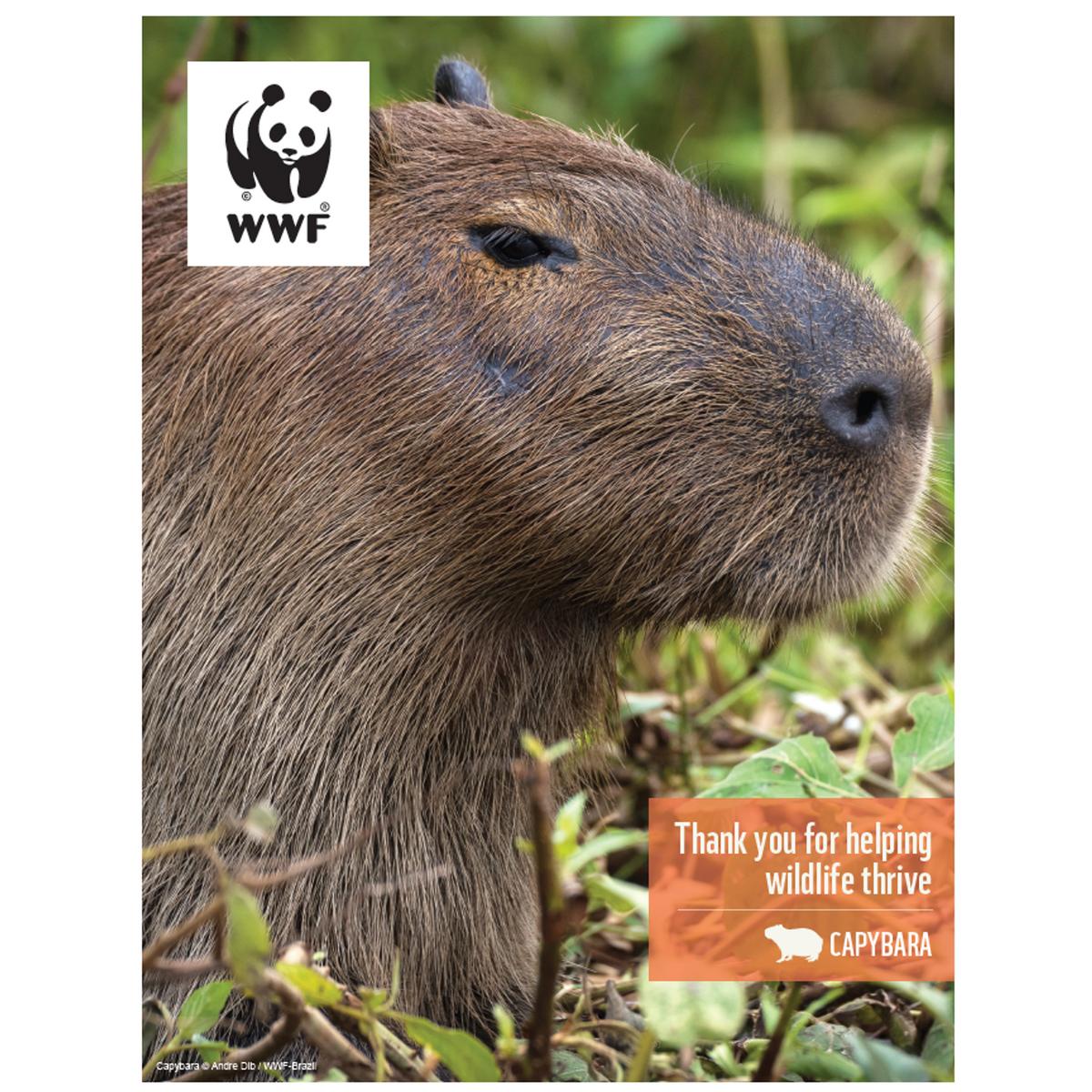 Capybara Digital Adoption | WWF-Canada