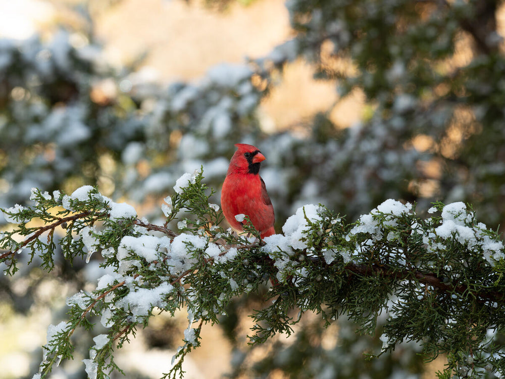 Cardinal E-Card | WWF-Canada