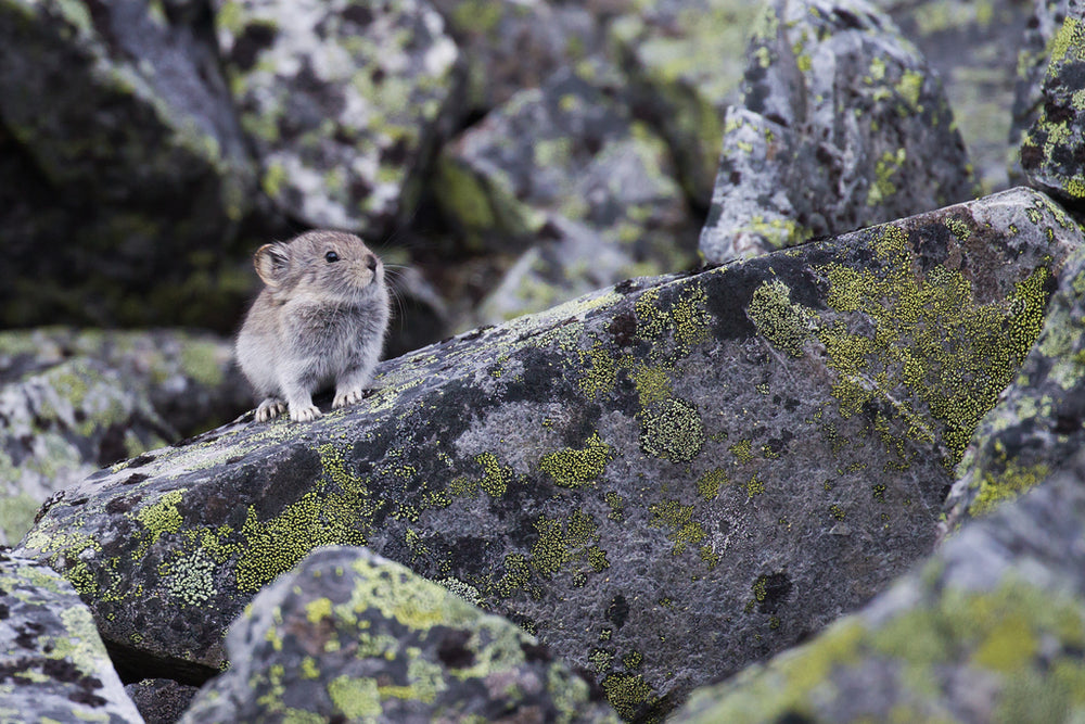 Adopt a Collared Pika | Plush & Certificate Gift Kits