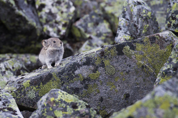Adopt a Collared Pika | Plush & Certificate Gift Kits