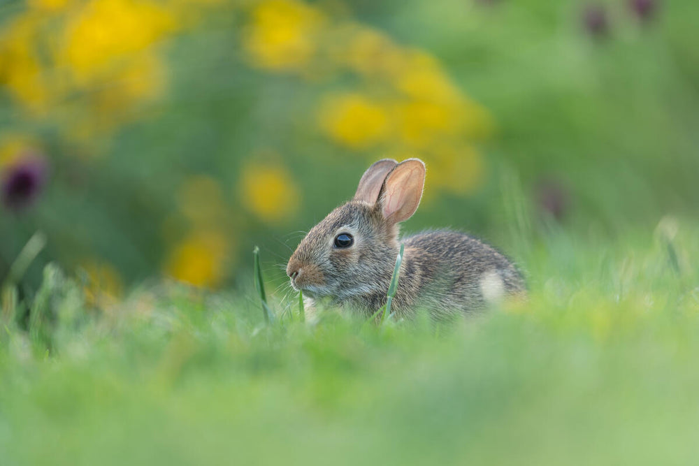 Adopt an Eastern Cottontail Rabbit | Plush & Certificate Gift Kits