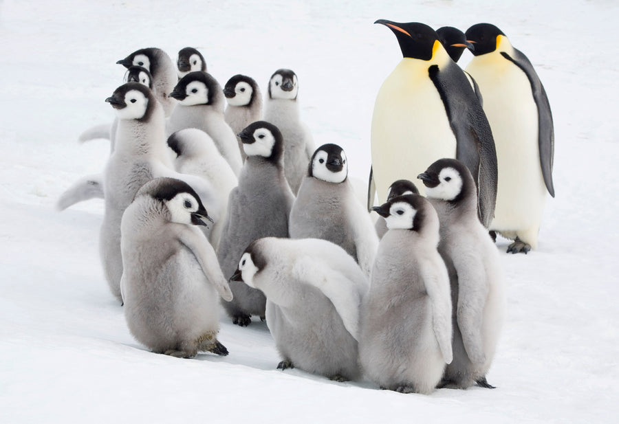 Adopt an Emperor Penguin | Plush & Certificate Gift Kits