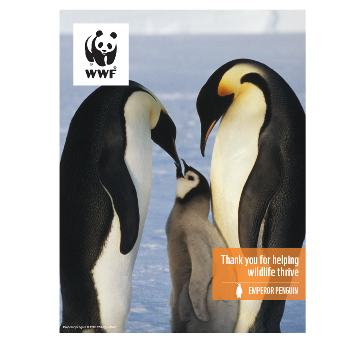 Emperor Penguin Digital Adoption | WWF-Canada