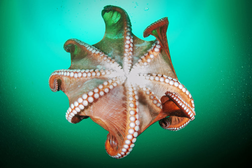 Adopt a Giant Pacific Octopus | Plush & Certificate Gift Kits