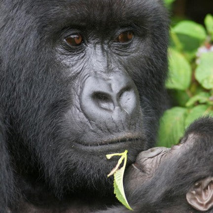 Gorilla Digital Adoption | WWF-Canada