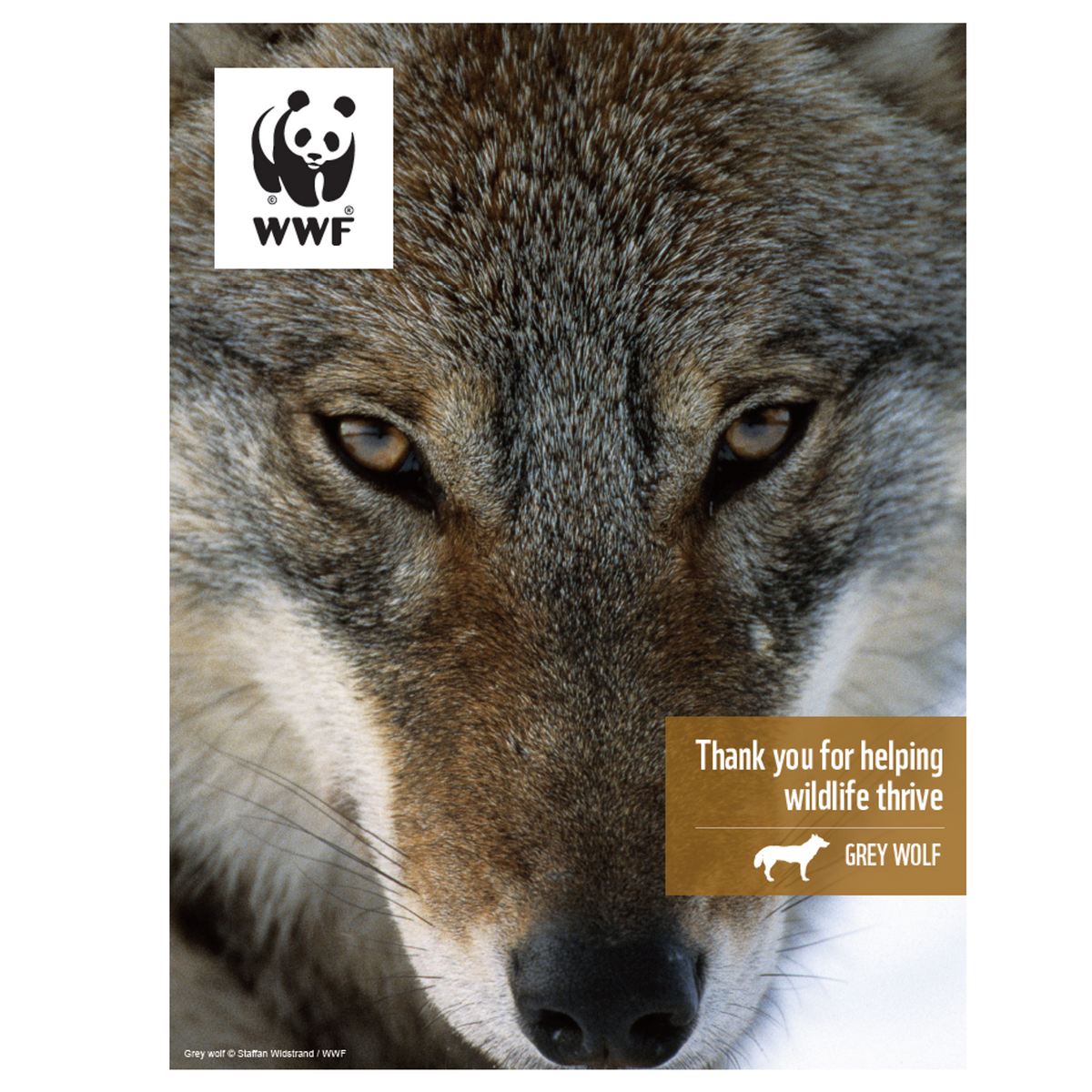 Grey Wolf Digital Adoption | WWF-Canada