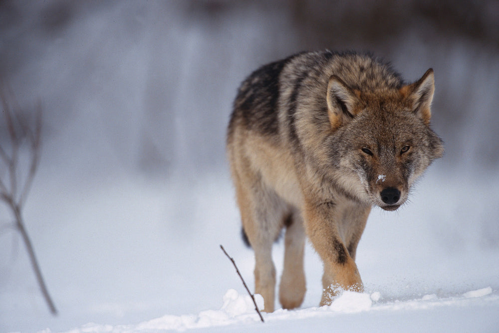 Adopt a Grey Wolf | Plush & Certificate Gift Kits