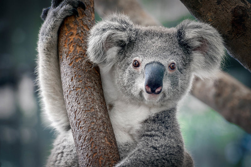 Adopt a Koala | Plush & Certificate Gift Kits