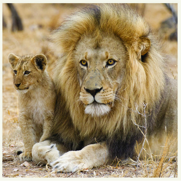 Adopt a Lion | Plush & Certificate Gift Kits