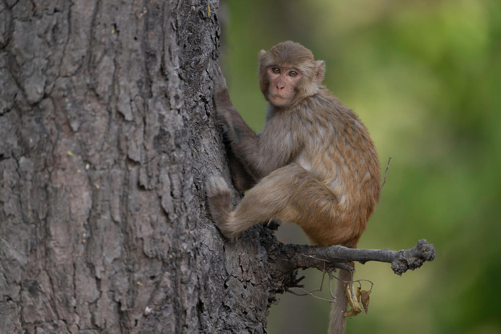 Adopt a Macaque Monkey | Plush & Certificate Gift Kits