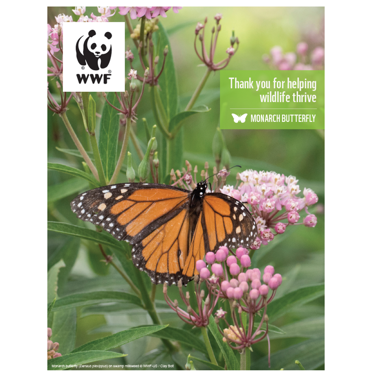 Monarch Butterfly Digital Adoption | WWF-Canada