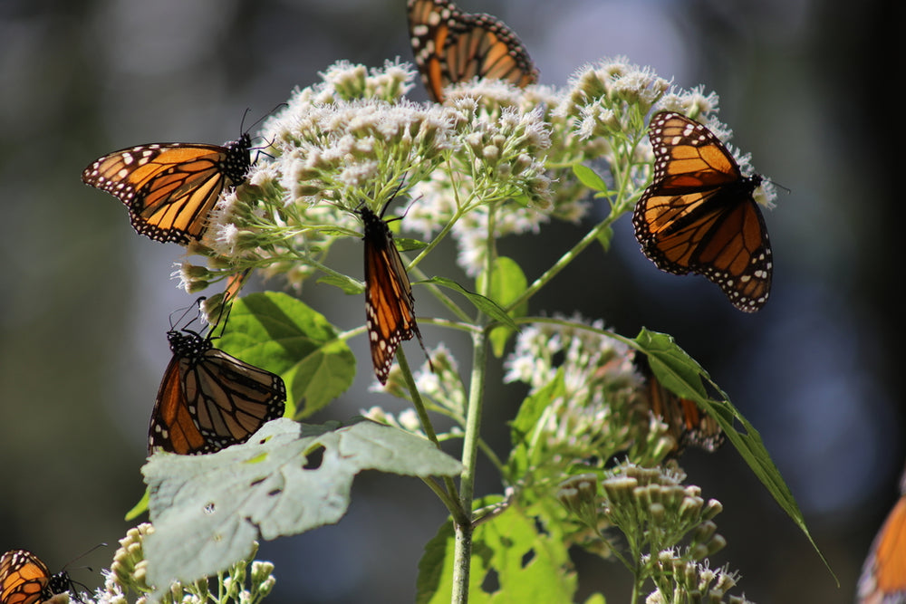 Adopt a Monarch Butterfly | Plush & Certificate Gift Kits