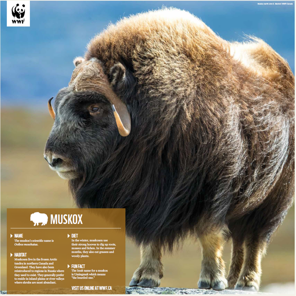 Adopt a Muskox | Plush & Certificate Gift Kits