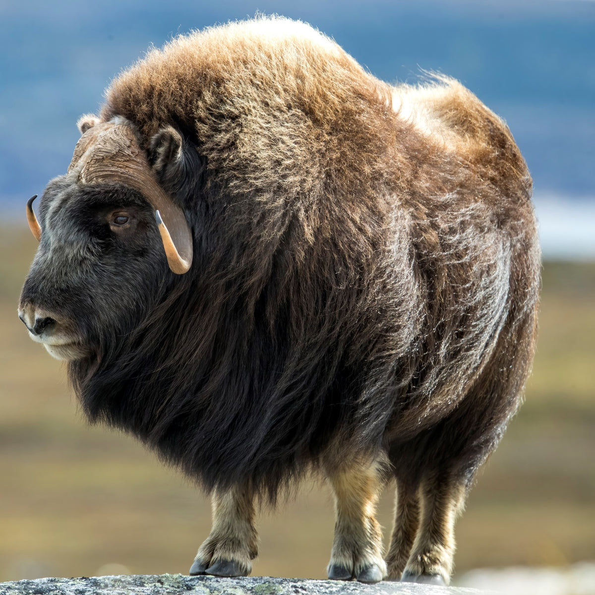 Adopt a Muskox | Plush & Certificate Gift Kits