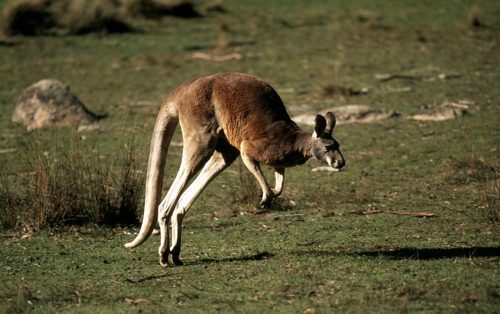 Adopt a Red Kangaroo | Plush & Certificate Gift Kits