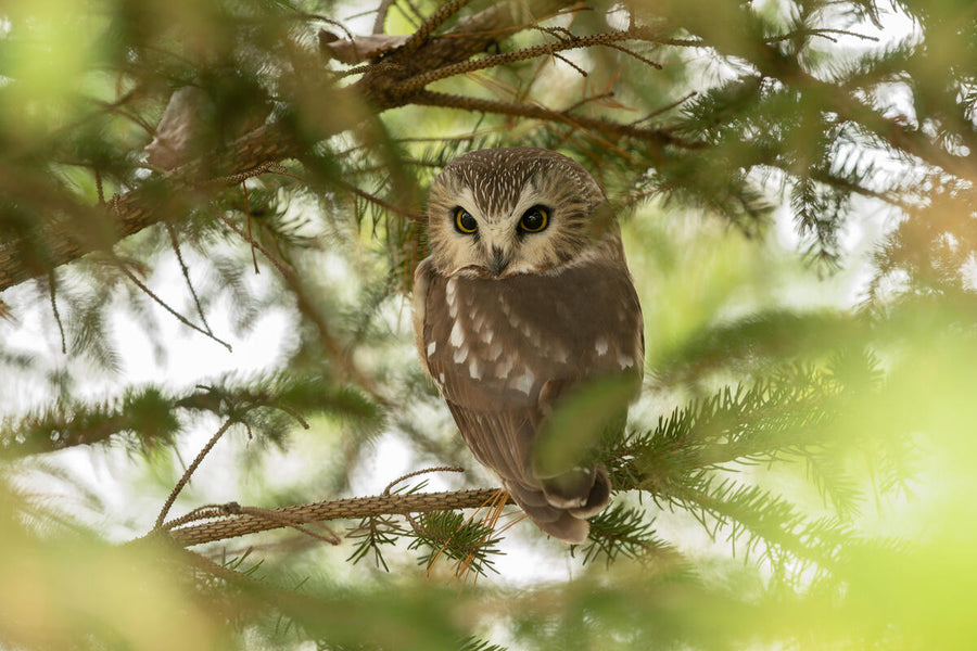 Adopt a Saw-Whet Owl | Plus & Certificate Gift Kits