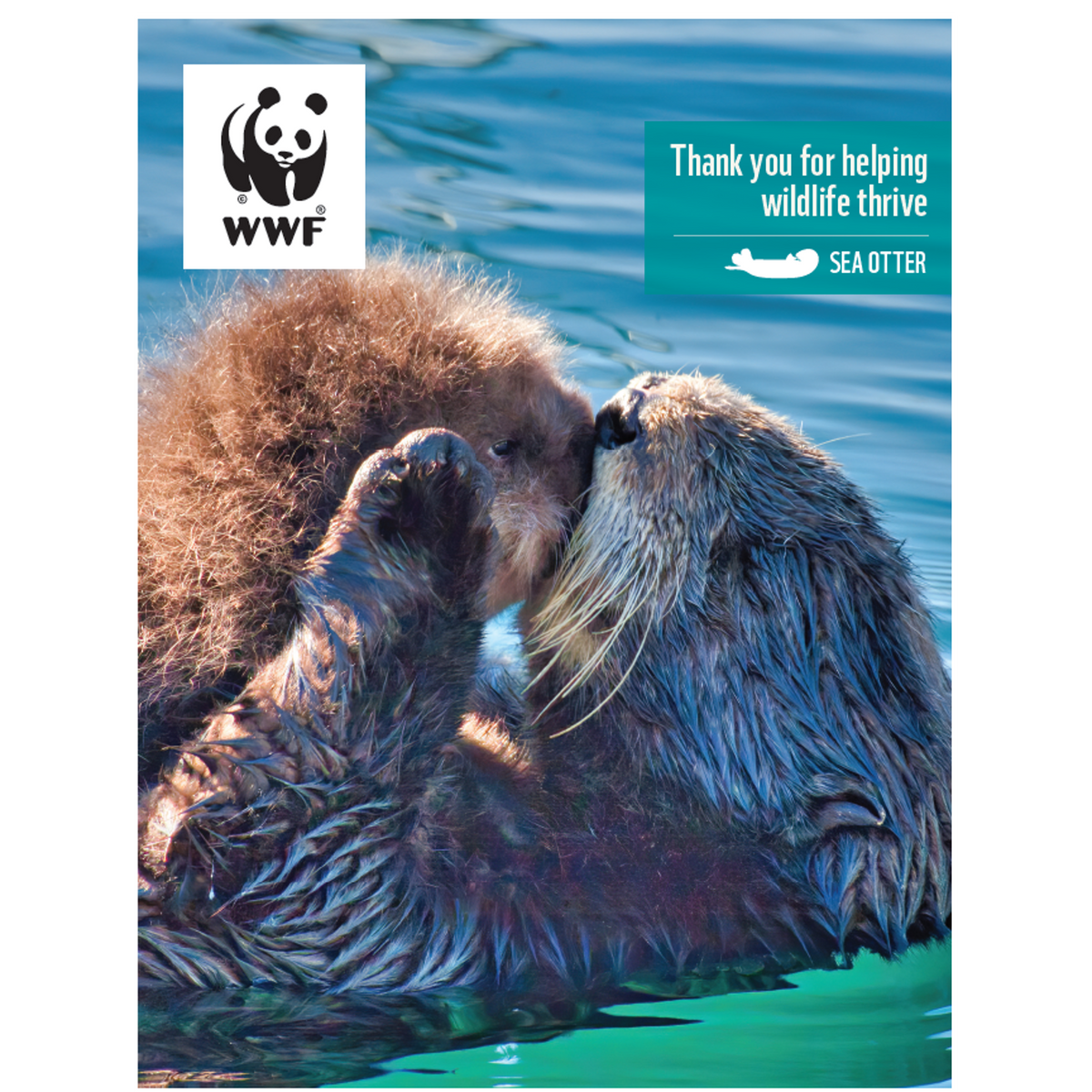 Sea Otter Digital Adoption | WWF-Canada