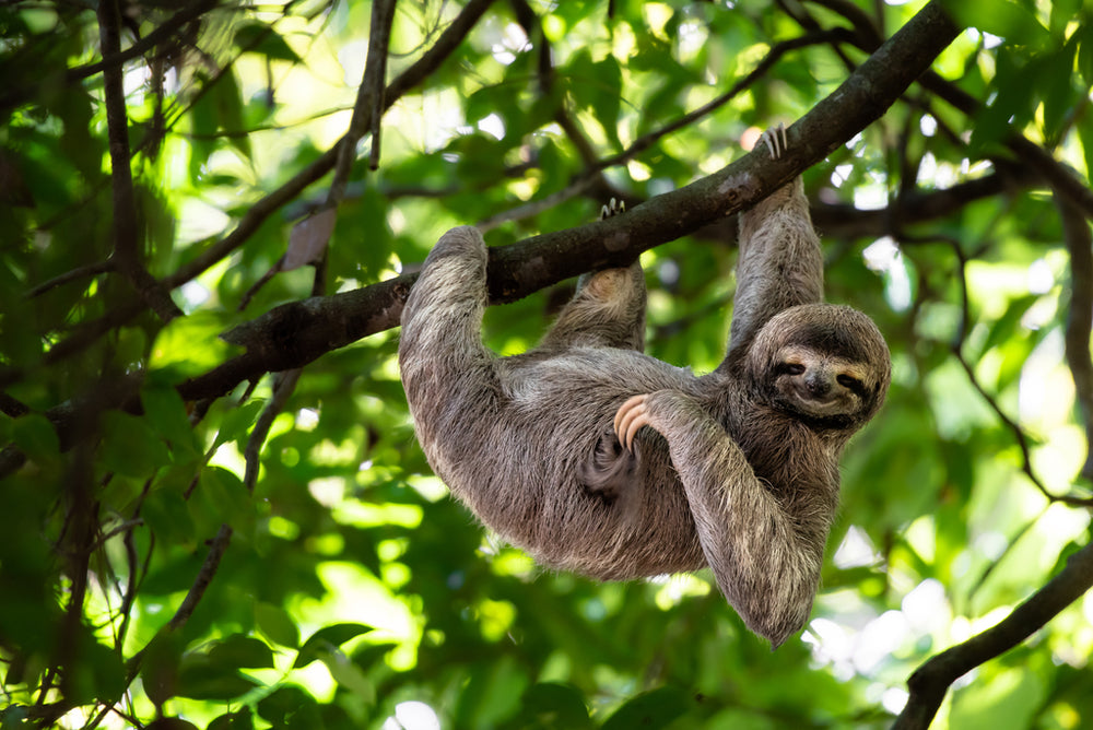 Adopt a Sloth | Plush & Certificate Gift Kits