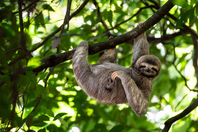 Adopt a Sloth | Plush & Certificate Gift Kits