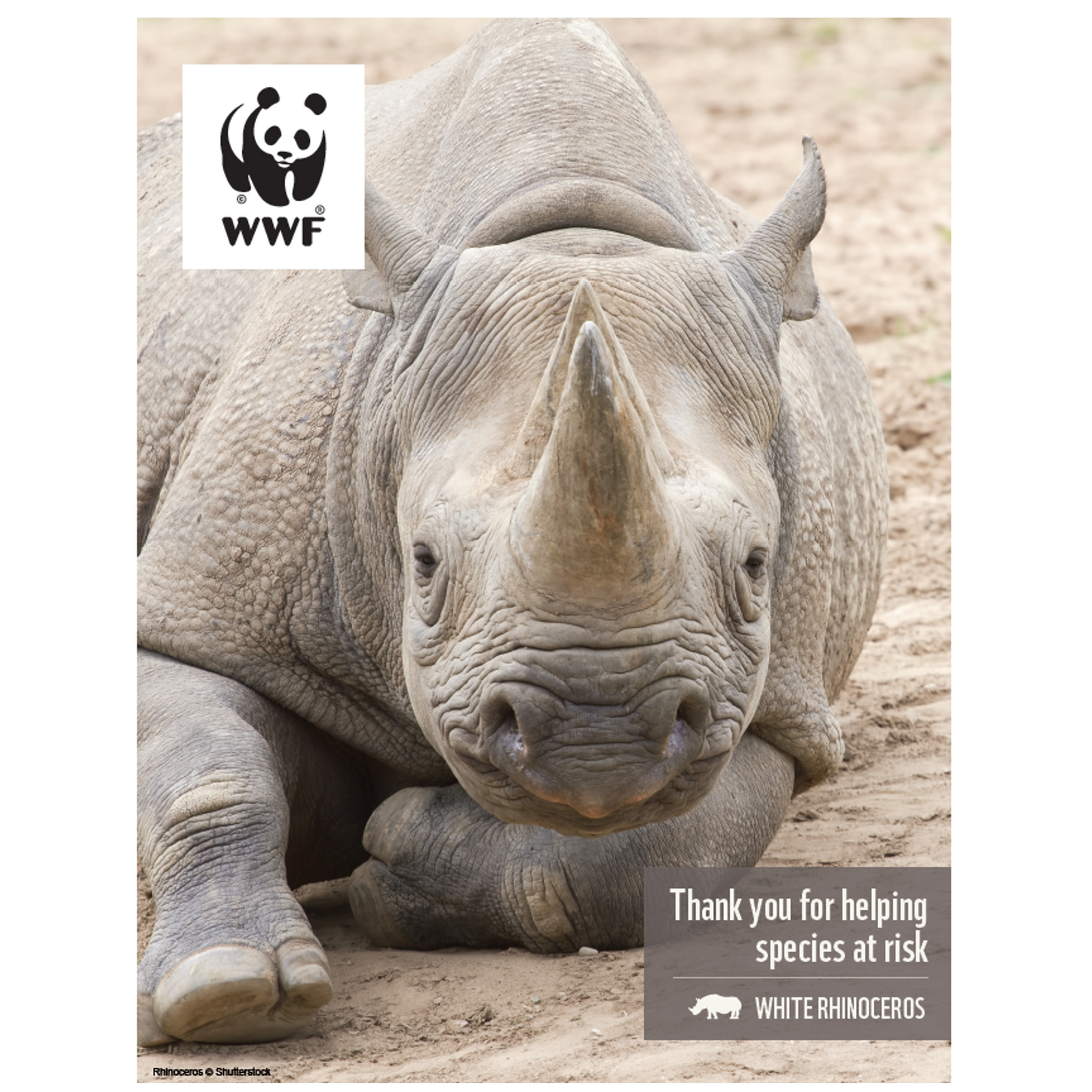 White Rhinoceros Digital Adoption | WWF-Canada