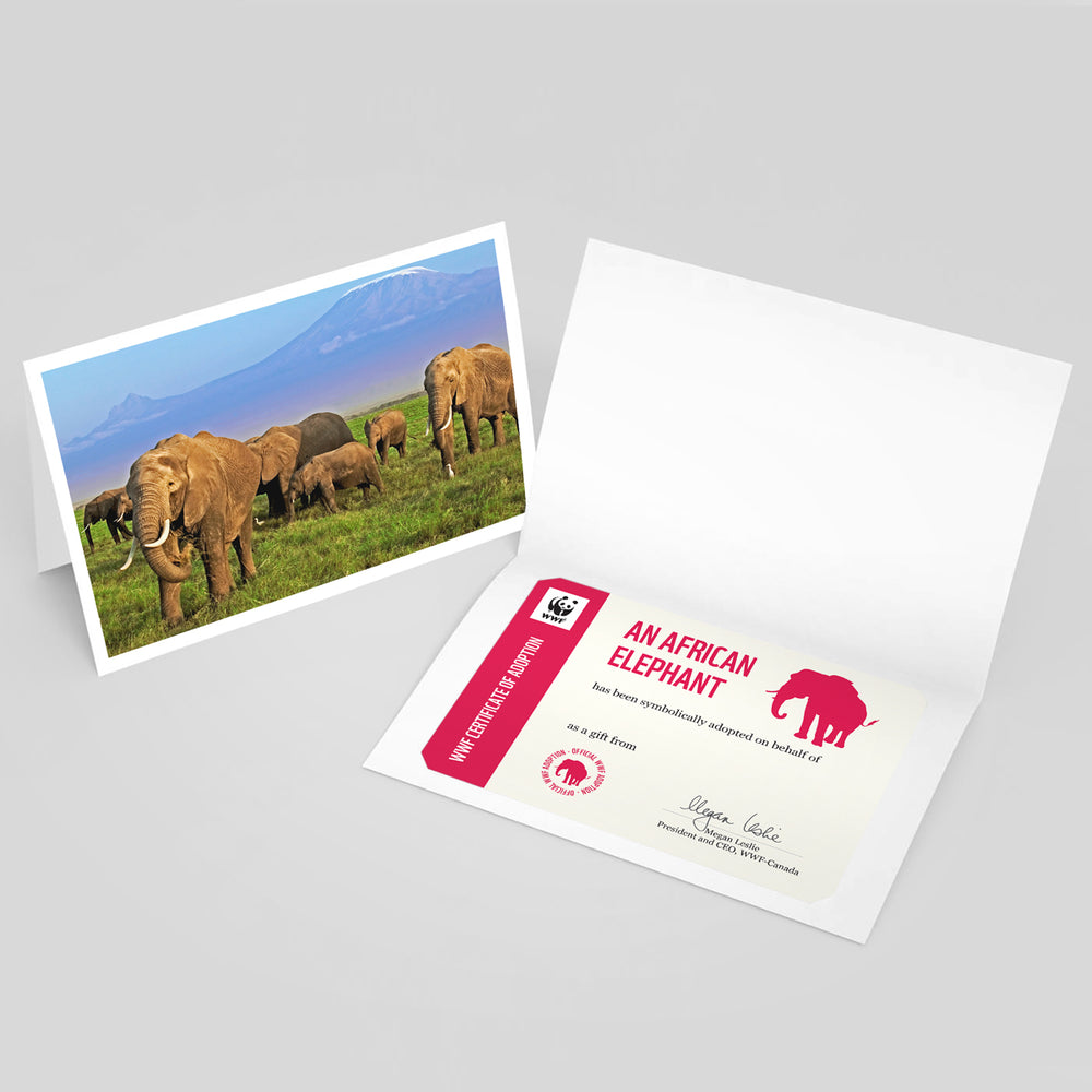 African Elephant Adoption Card | Personalized Certificate Gifts