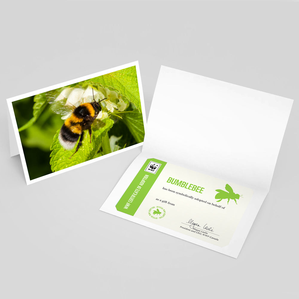 Bumblebee Adoption Card | Personalized Certificate Gifts