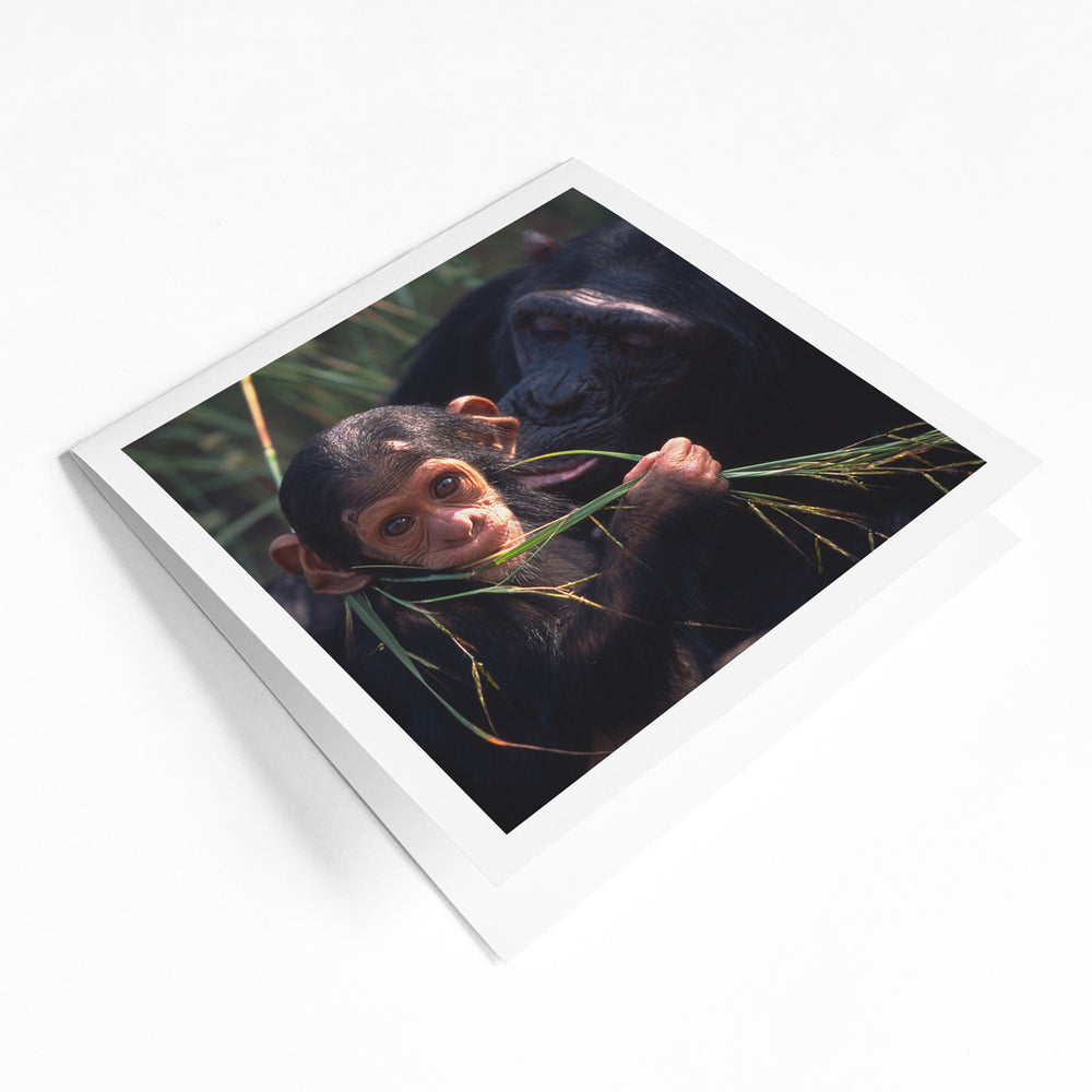 Wildlife Greeting Cards | WWF-Canada