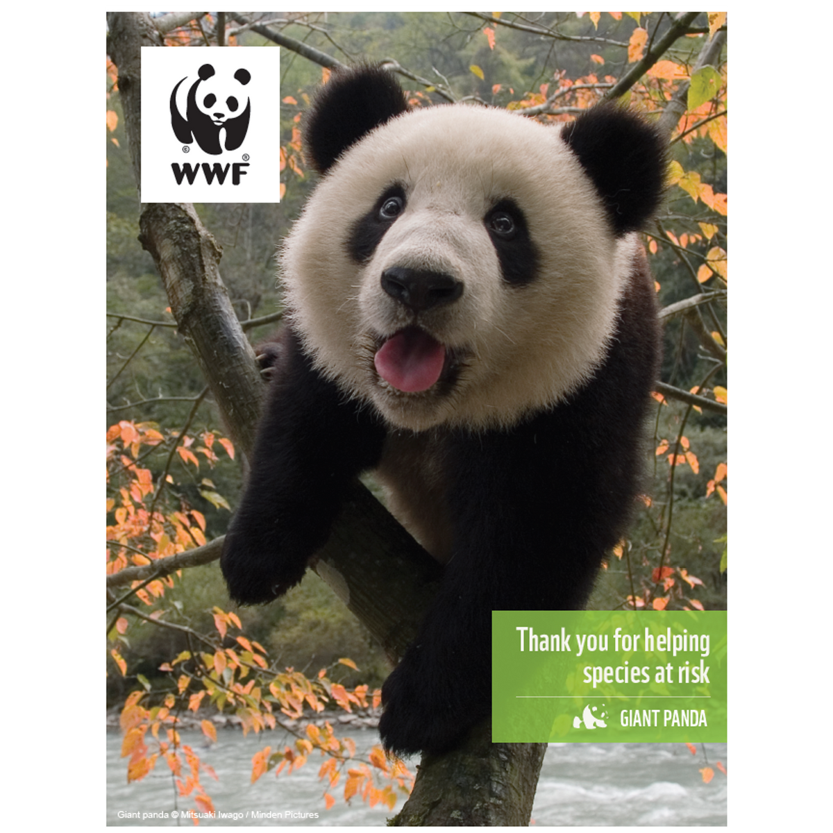 Giant Panda Digital Adoption | WWF-Canada