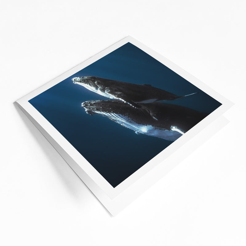 Wildlife Greeting Cards | WWF-Canada