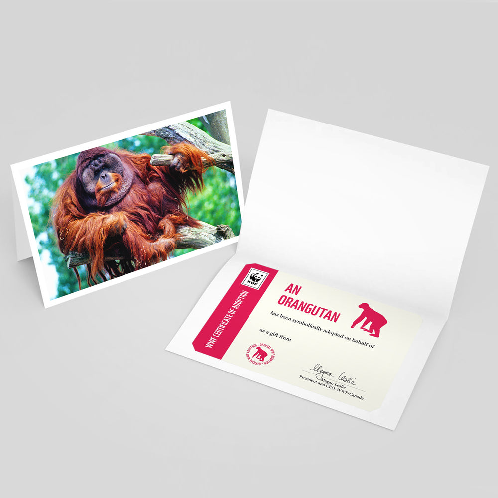 Orangutan Adoption Card | Personalized Certificate Gifts