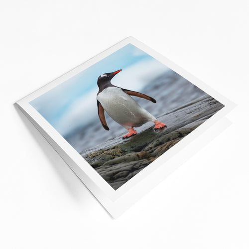 Wildlife Greeting Cards | WWF-Canada