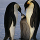 Adopt an Emperor Penguin Family | Plush & Certificate Gift Kits