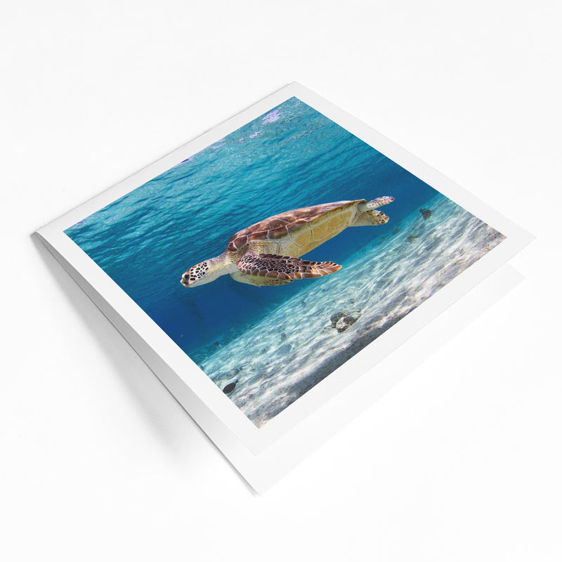 Wildlife Greeting Cards | WWF-Canada
