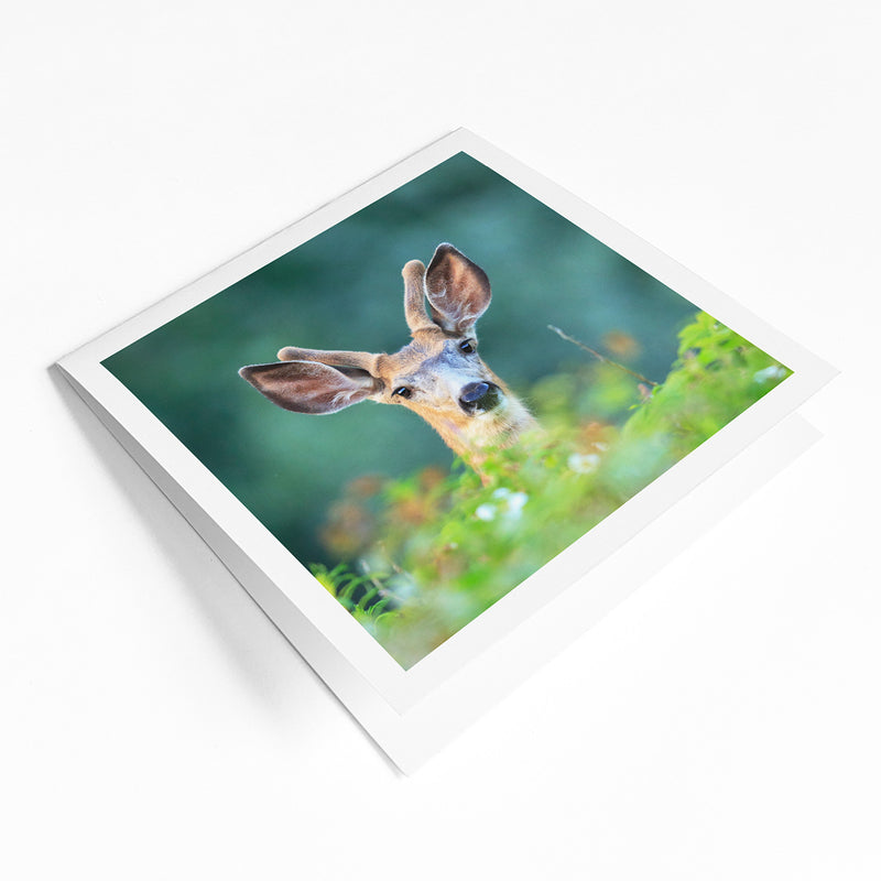 Wildlife Greeting Cards | WWF-Canada