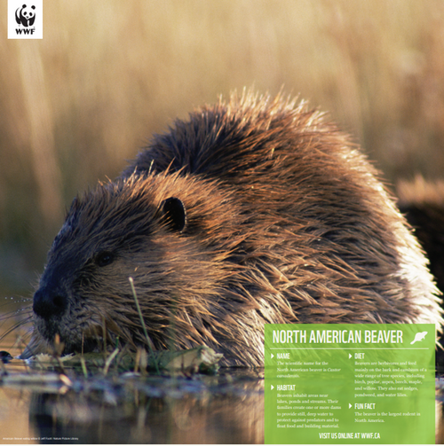 Adopt a Beaver | Plush & Certificate Gift Kits