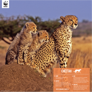 Adopt a Cheetah | Plush & Certificate Gift Kits