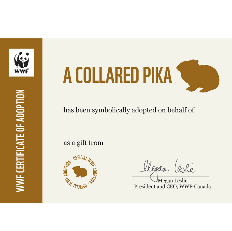 Adopt a Collared Pika | Plush & Certificate Gift Kits