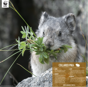 Adopt a Collared Pika | Plush & Certificate Gift Kits