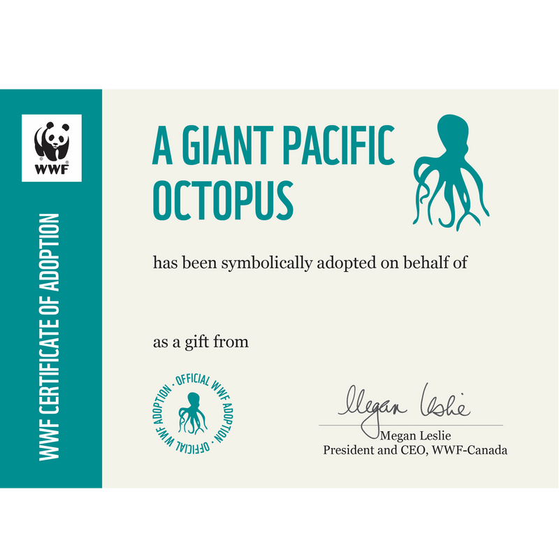 Adopt a Giant Pacific Octopus