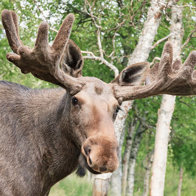Adopt a Moose | Plush & Certificate Gift Kits