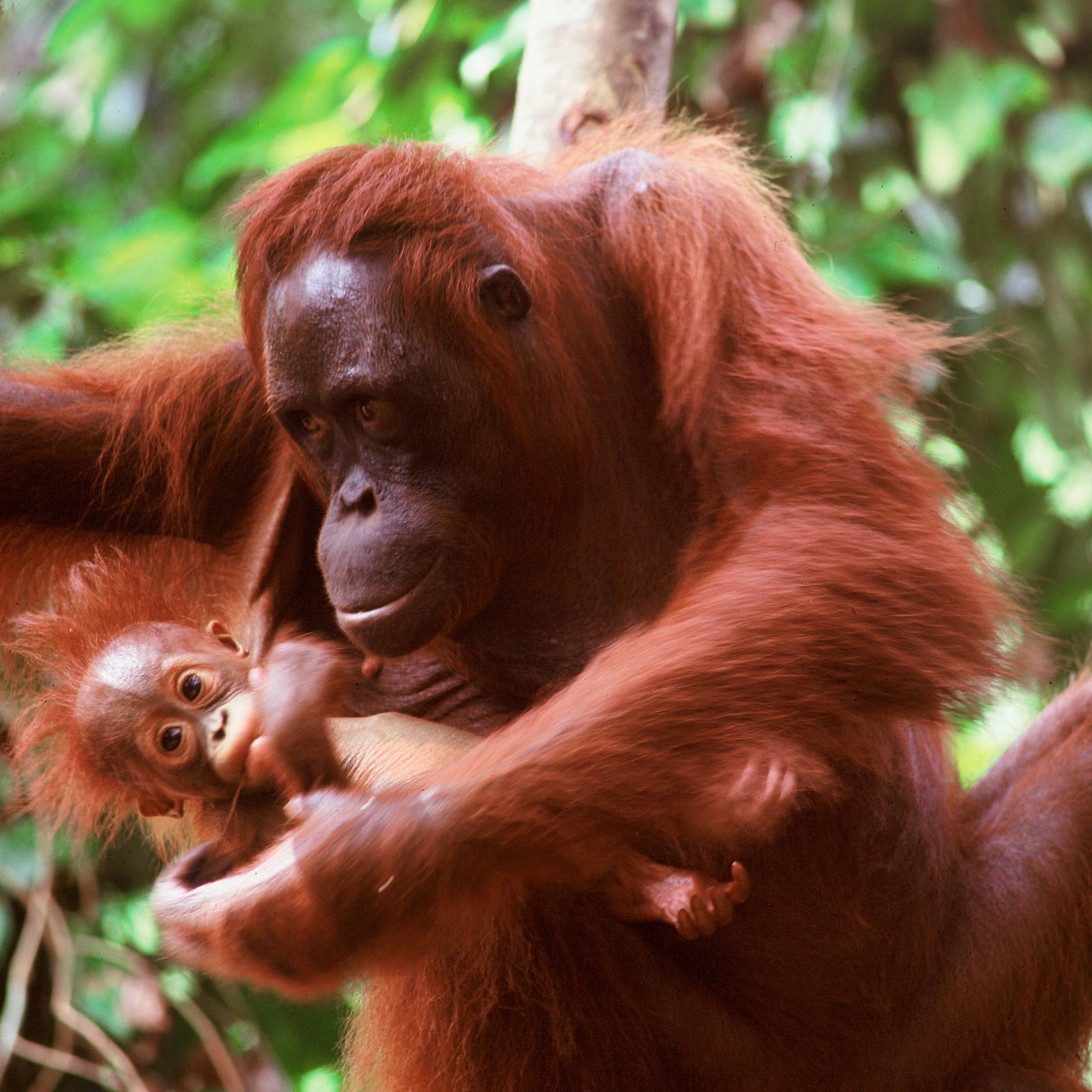 Adopt an Orangutan Family | Plush & Certificate Gift Kits