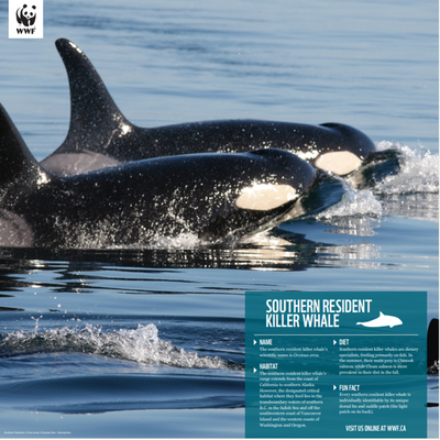 Adopt an Orca | Plush & Certificate Gift Kits