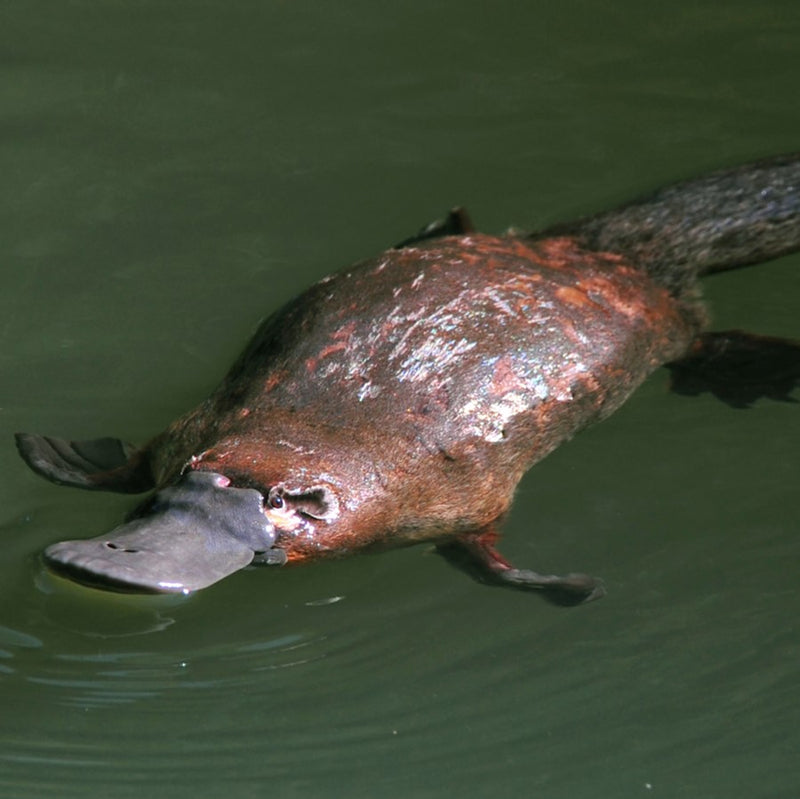 Adopt a Platypus | Plush & Certificate Gift Kits