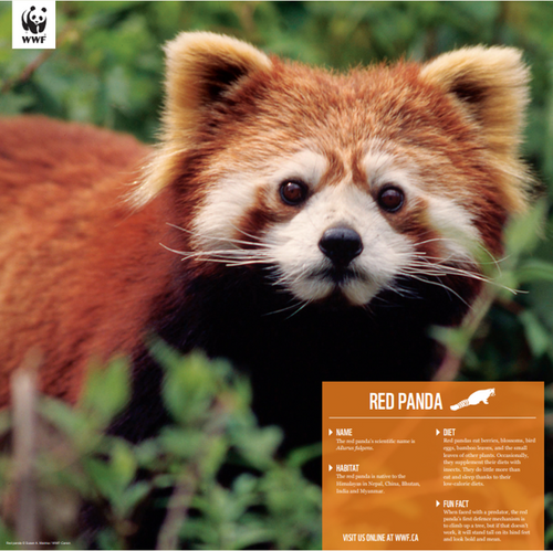 Adopt a Red Panda | Plush & Certificate Gift Kits